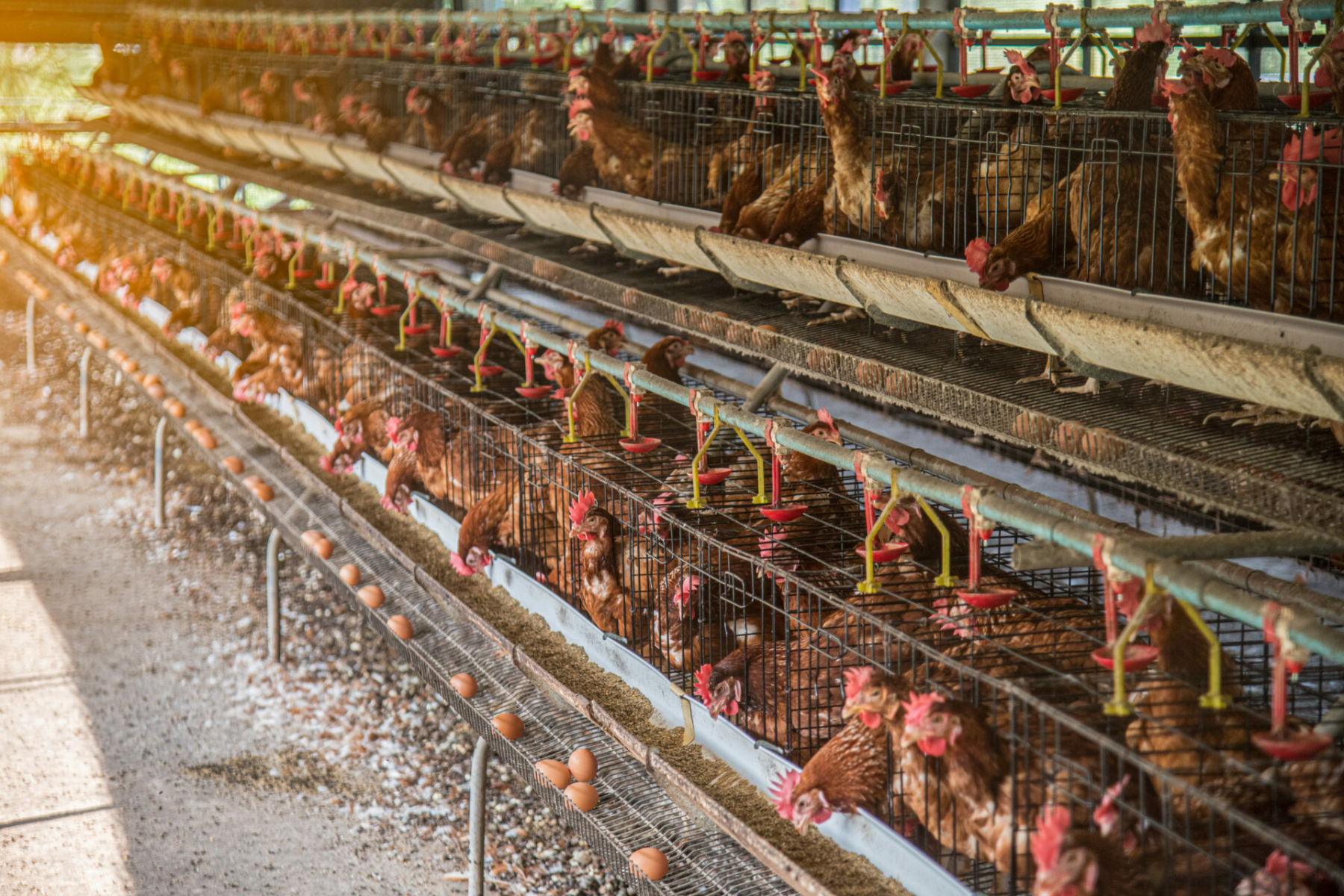 Emissions "coming home to roost". Planning appeal for intensive chicken ...